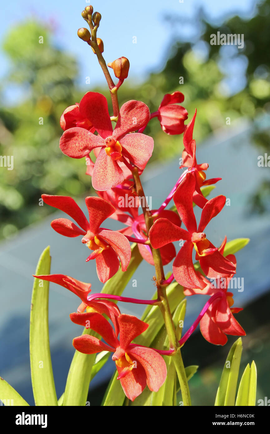 Beautiful red orchid hi-res stock photography and images - Alamy