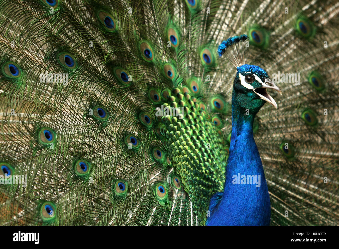 Birds galliformes hi-res stock photography and images - Alamy