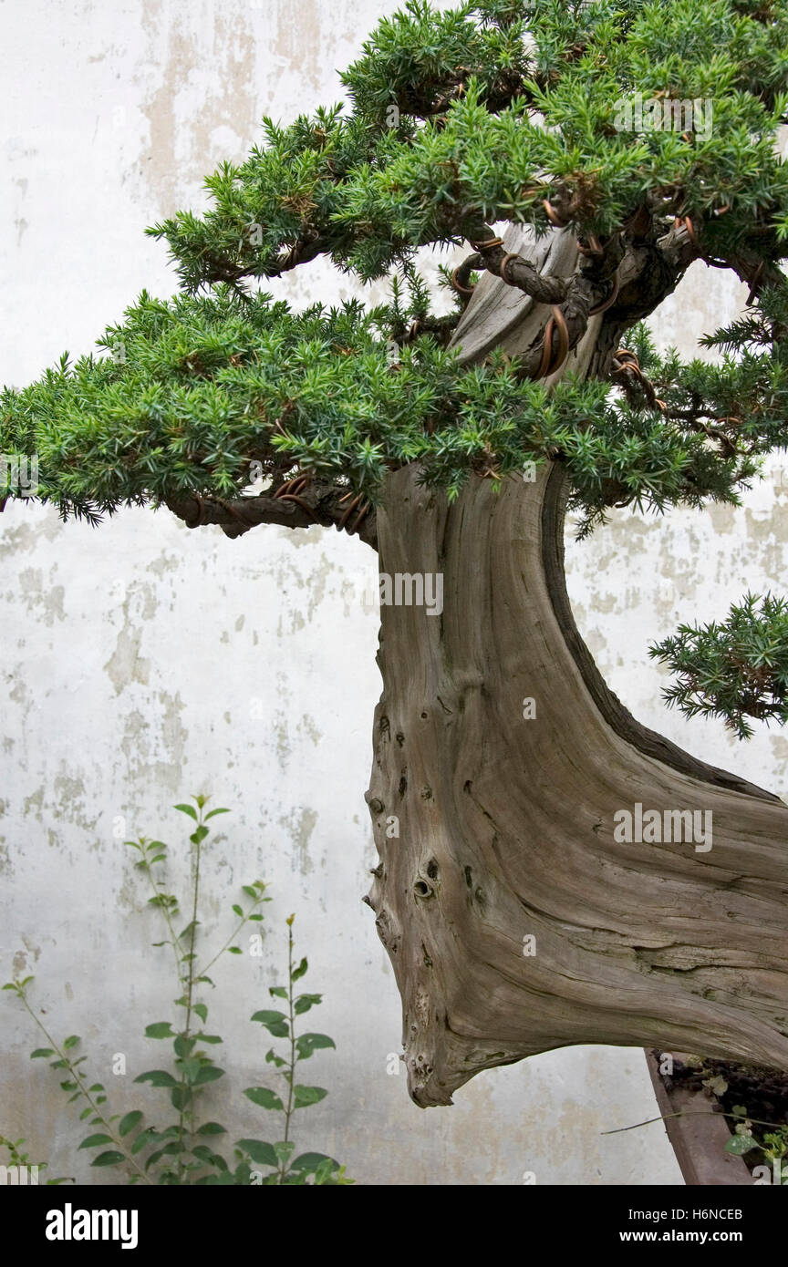 Chinese shaped trees hi-res stock photography and images - Alamy