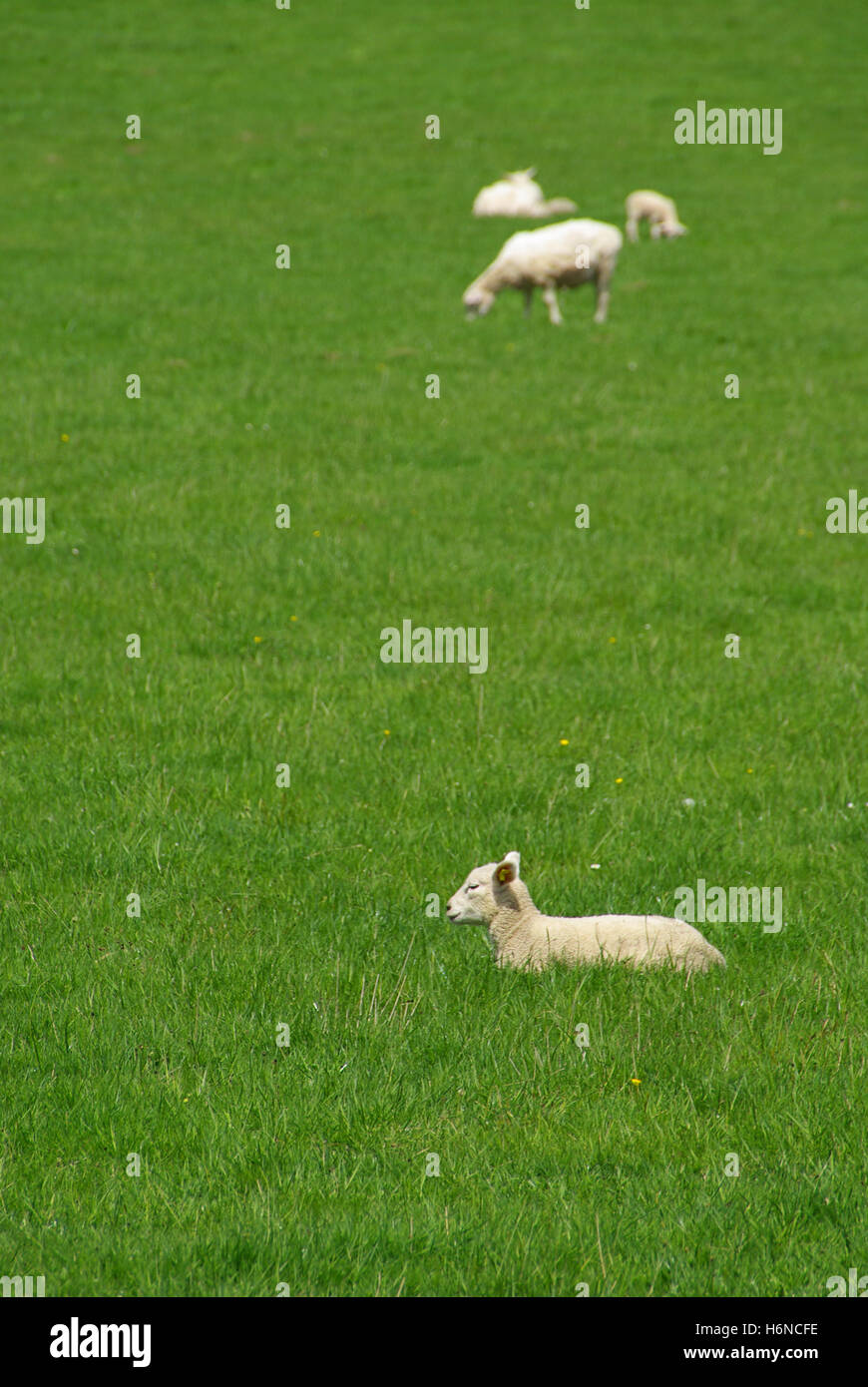 sheep - sheep 21 Stock Photo - Alamy