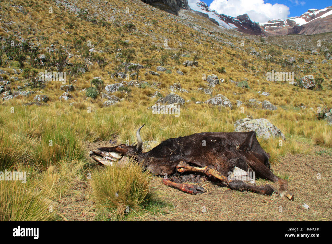 Dead cow hi-res stock photography and images - Alamy