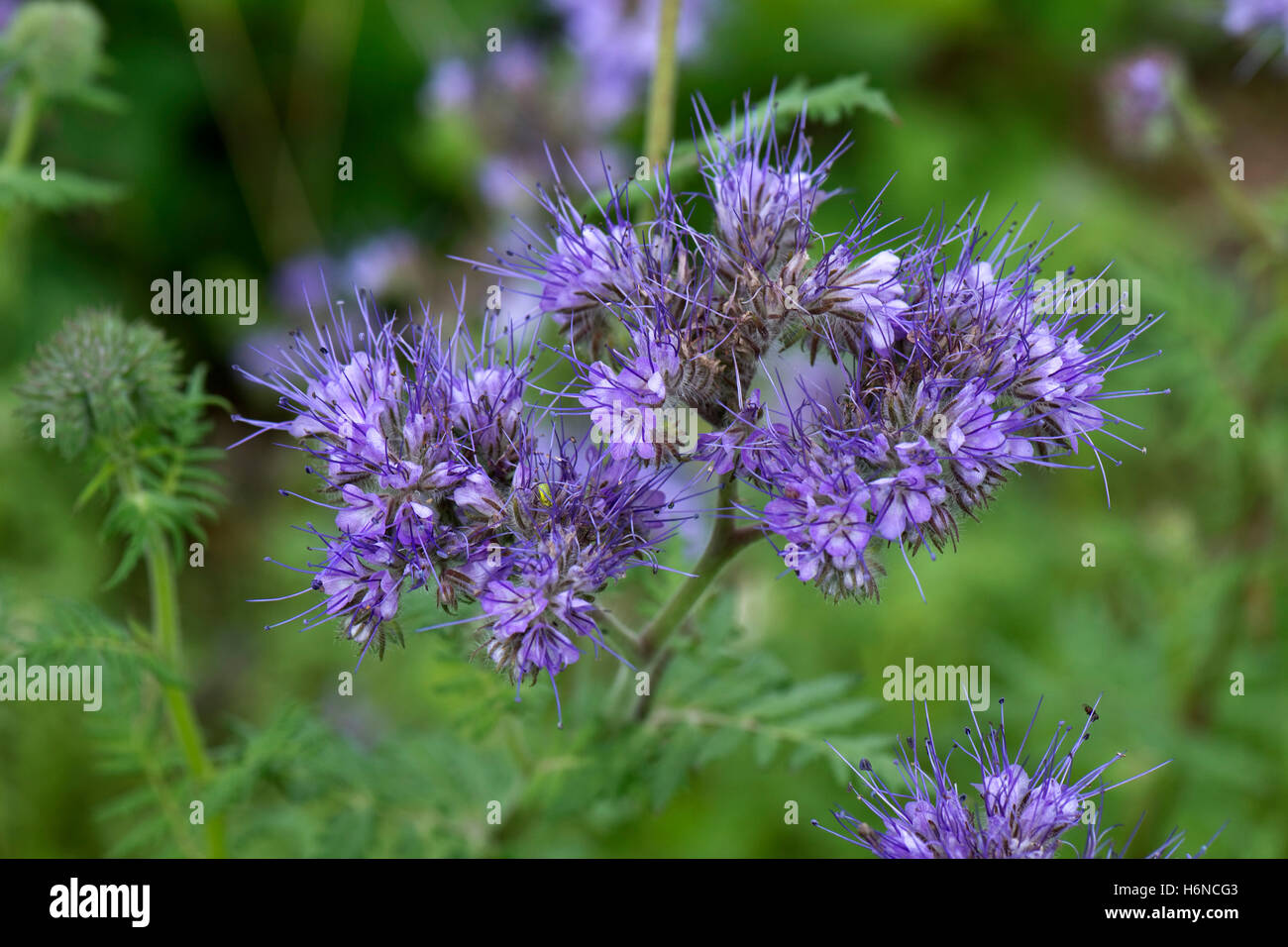 A green manure crop, Phacelia tanacetifolia, flower grown in a vacant ...
