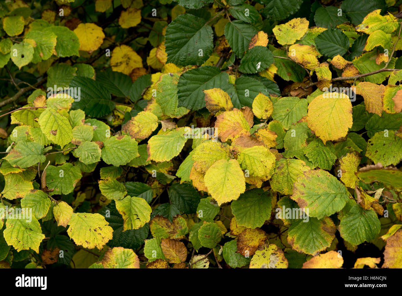Hazel, Corylus avellana, leaves changing colour from green to yellow in ...