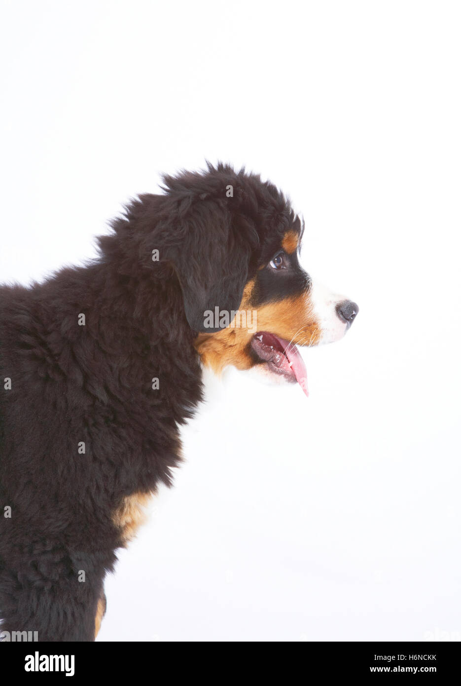 bernese mountain dog baby Stock Photo - Alamy
