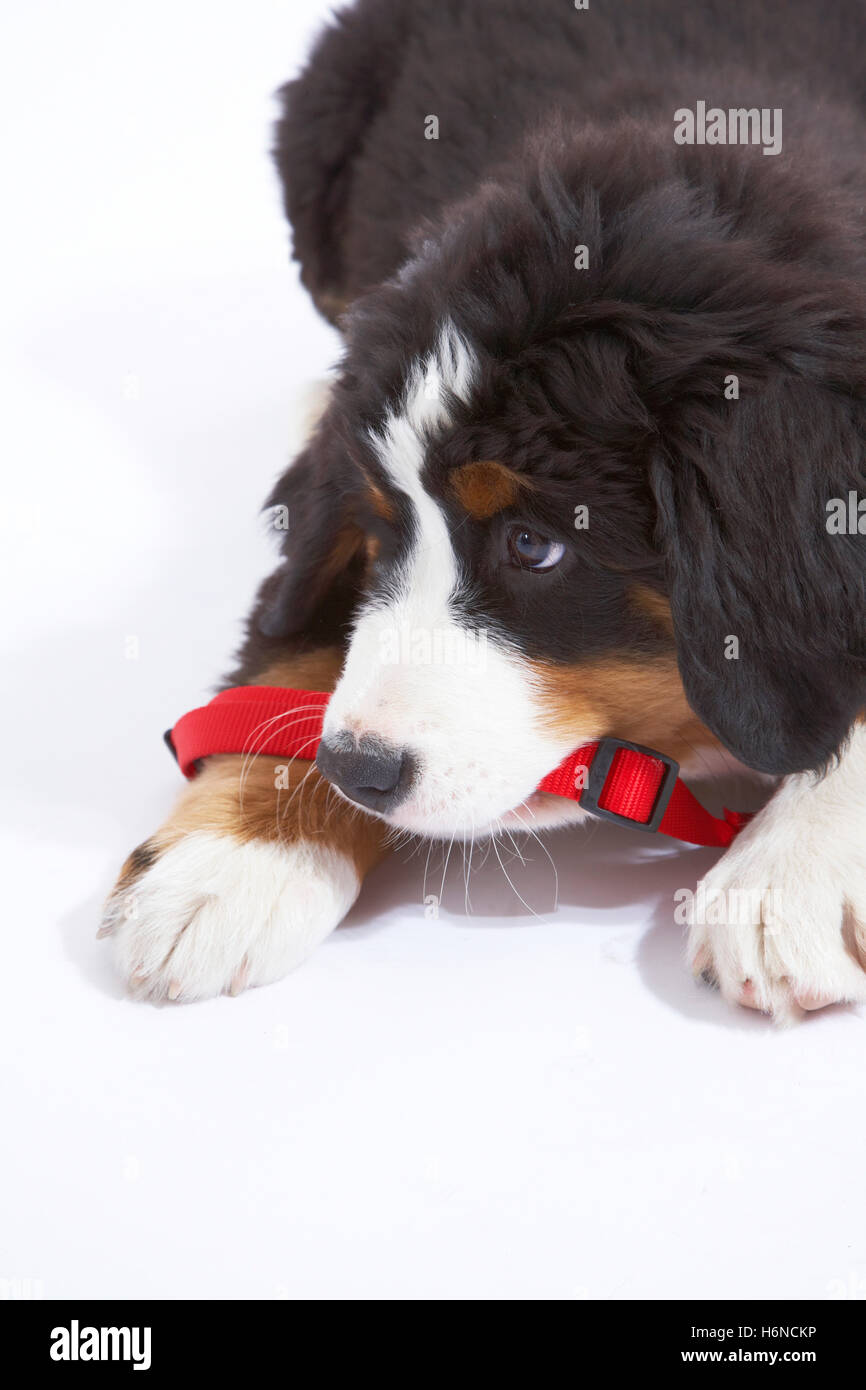 Baby chewing animal hi-res stock photography and images - Alamy