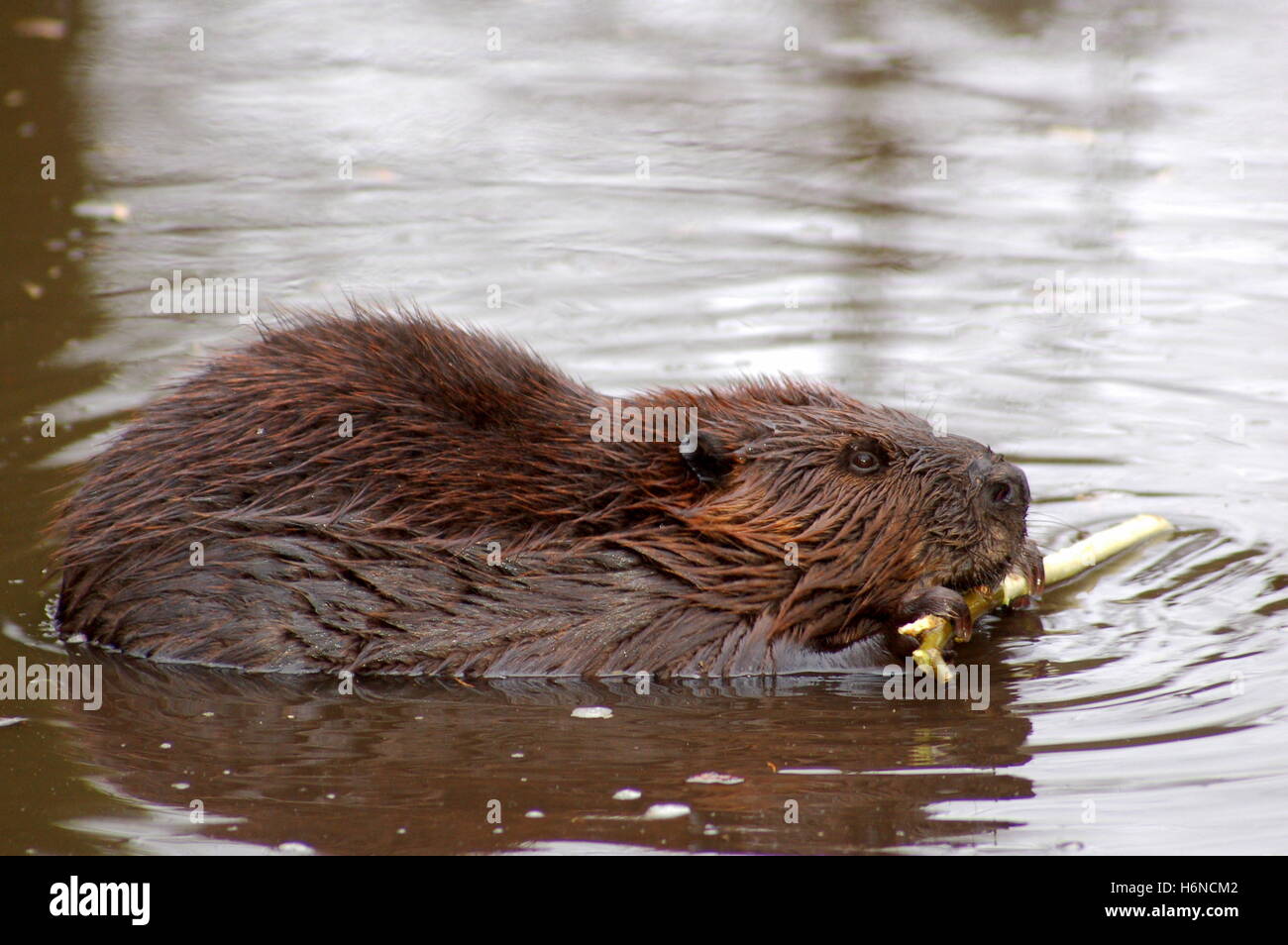 Rodent teeth hi-res stock photography and images - Alamy
