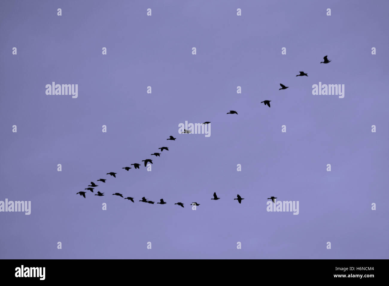Birds swarm behaviour hi-res stock photography and images - Alamy