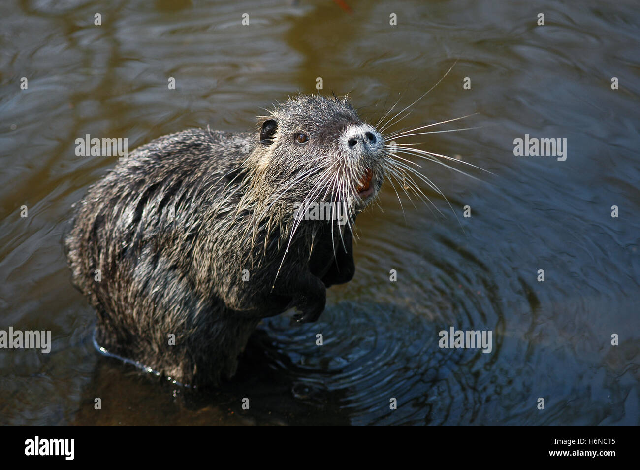 Nutria myocastor coypus feet hi-res stock photography and images - Alamy