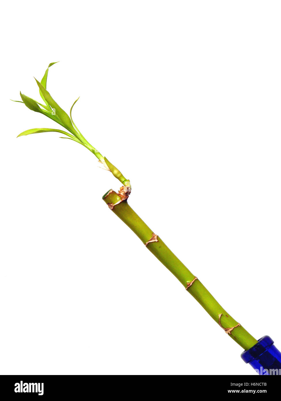 Blade plant hi-res stock photography and images - Alamy