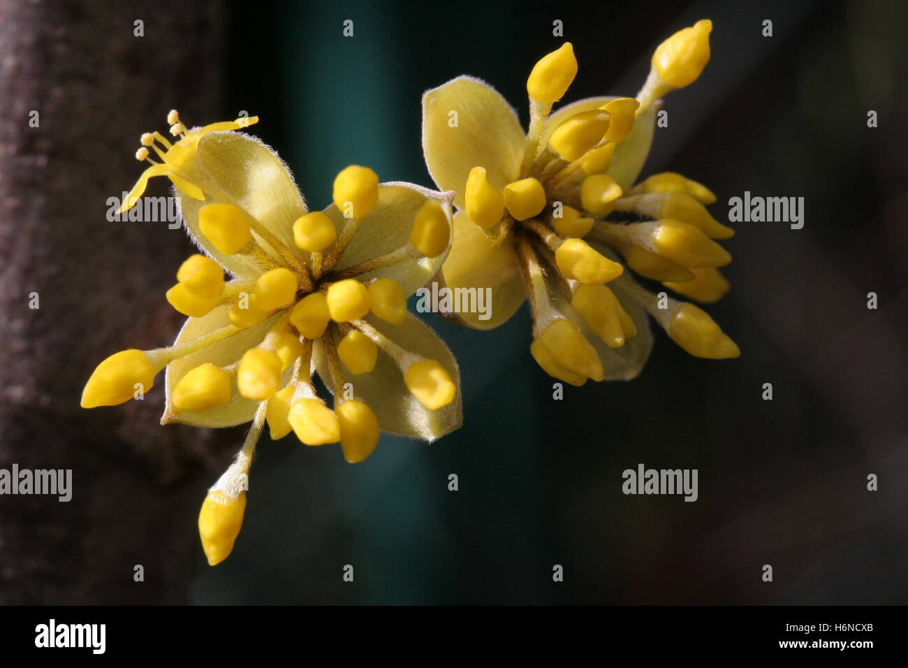 Tierlibaum hi-res stock photography and images - Alamy