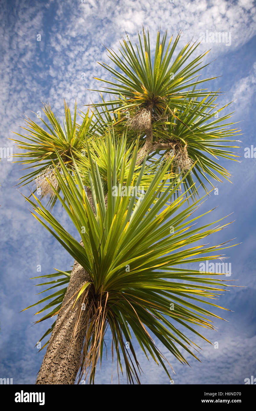 Big forests hi-res stock photography and images - Alamy