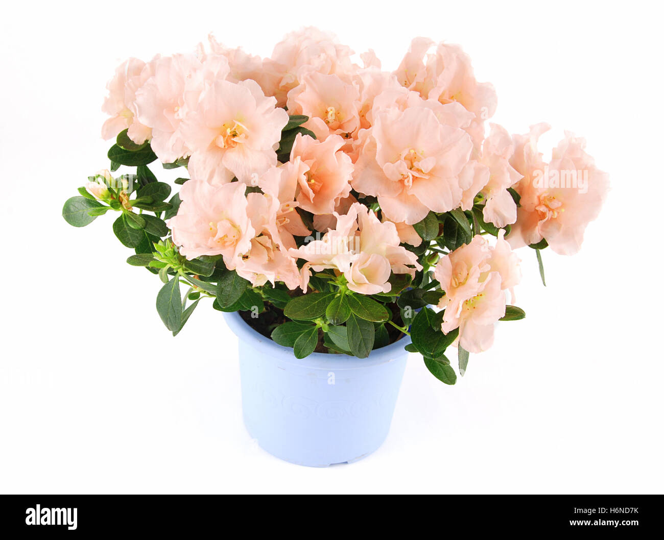 Spring flowering plants Cut Out Stock Images & Pictures - Alamy