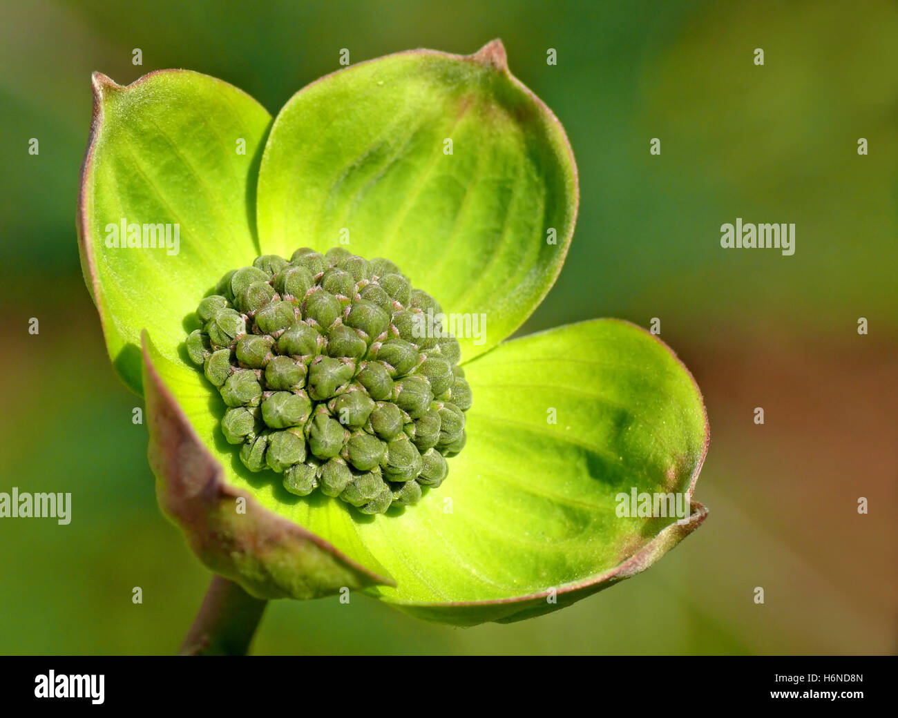 plants flowers Stock Photo - Alamy