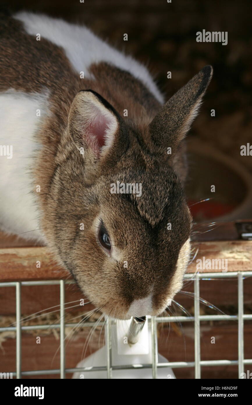 Mummelmann hi-res stock photography and images - Alamy