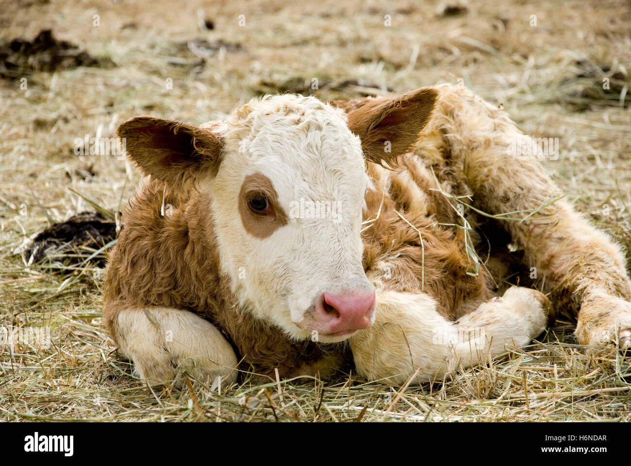 Animals that hop hi-res stock photography and images - Alamy