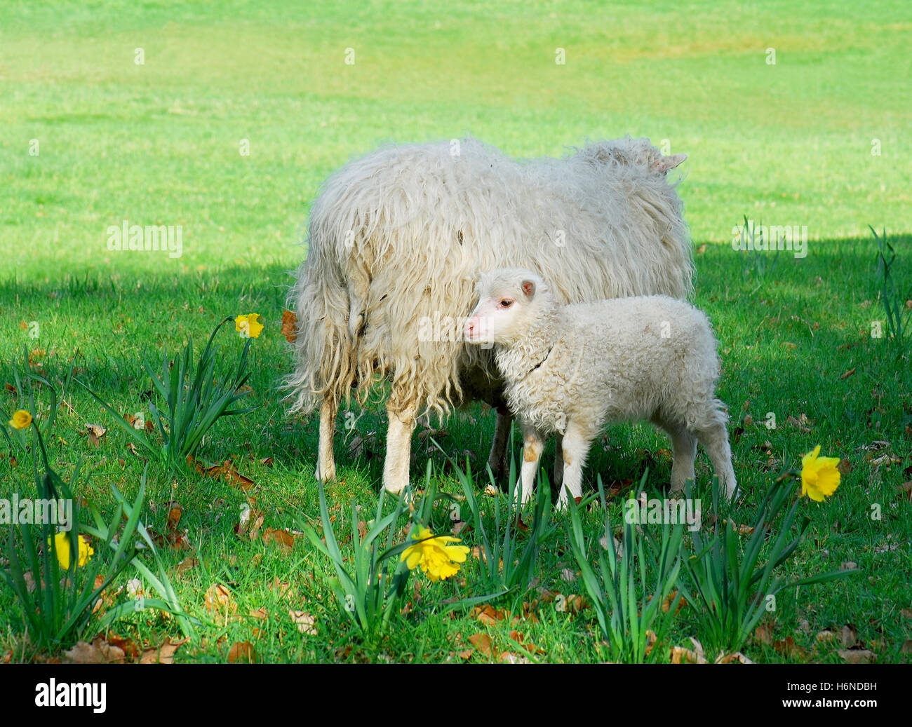 Useful creature hi-res stock photography and images - Alamy