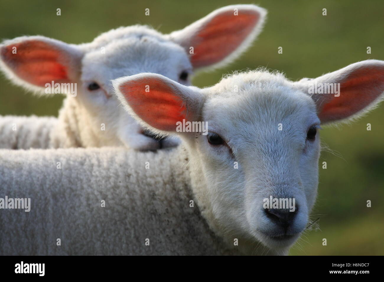 Useful animals hi-res stock photography and images - Alamy
