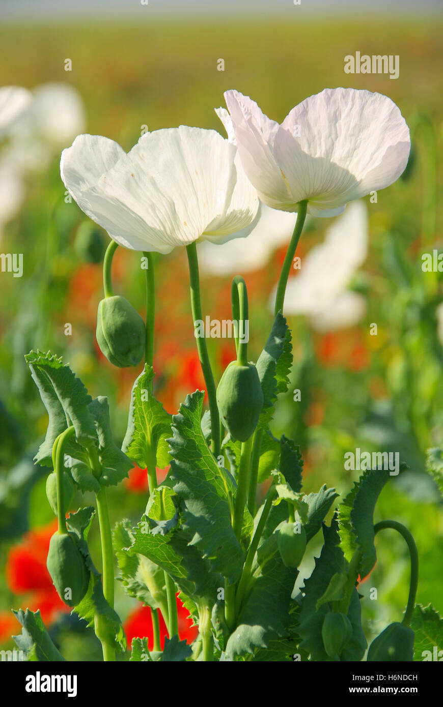 Backdrop of pale green plants hi-res stock photography and images - Alamy