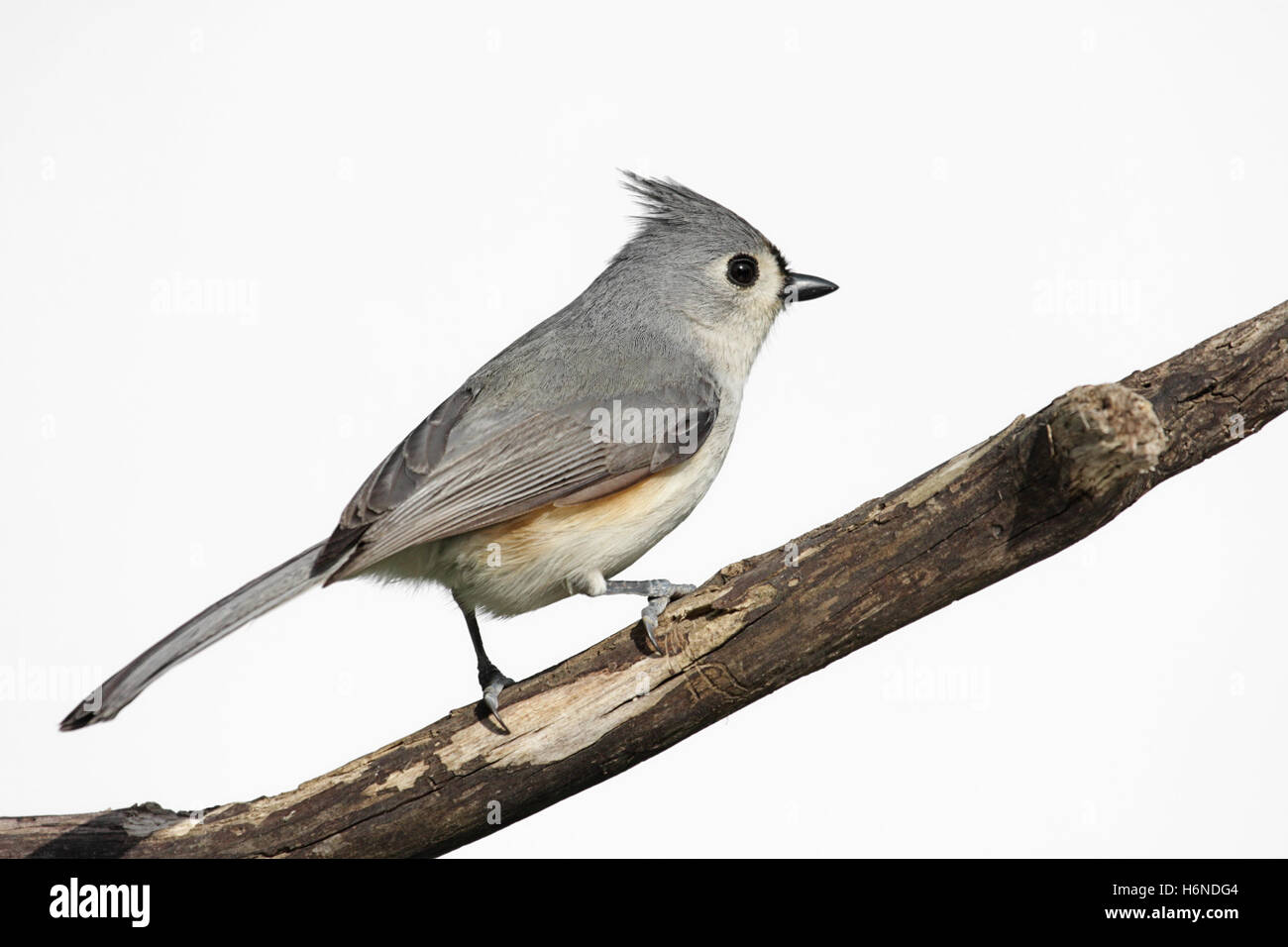 Titmouse bird birds songbirds hi-res stock photography and images - Alamy