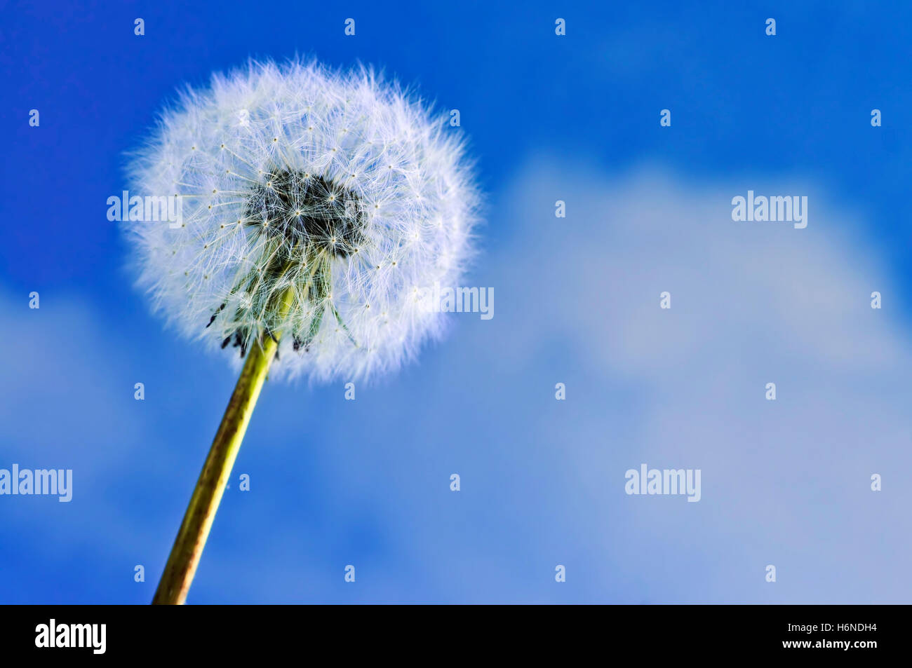 Fluffy round flowers hi-res stock photography and images - Alamy