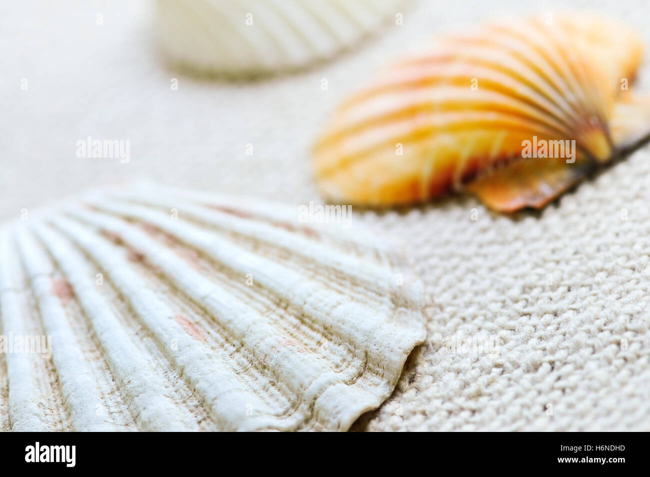 Clam and other marine shells hi-res stock photography and images - Alamy