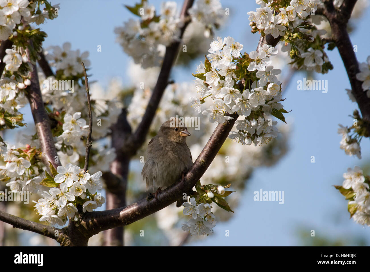 Birds and bloom hi-res stock photography and images - Alamy
