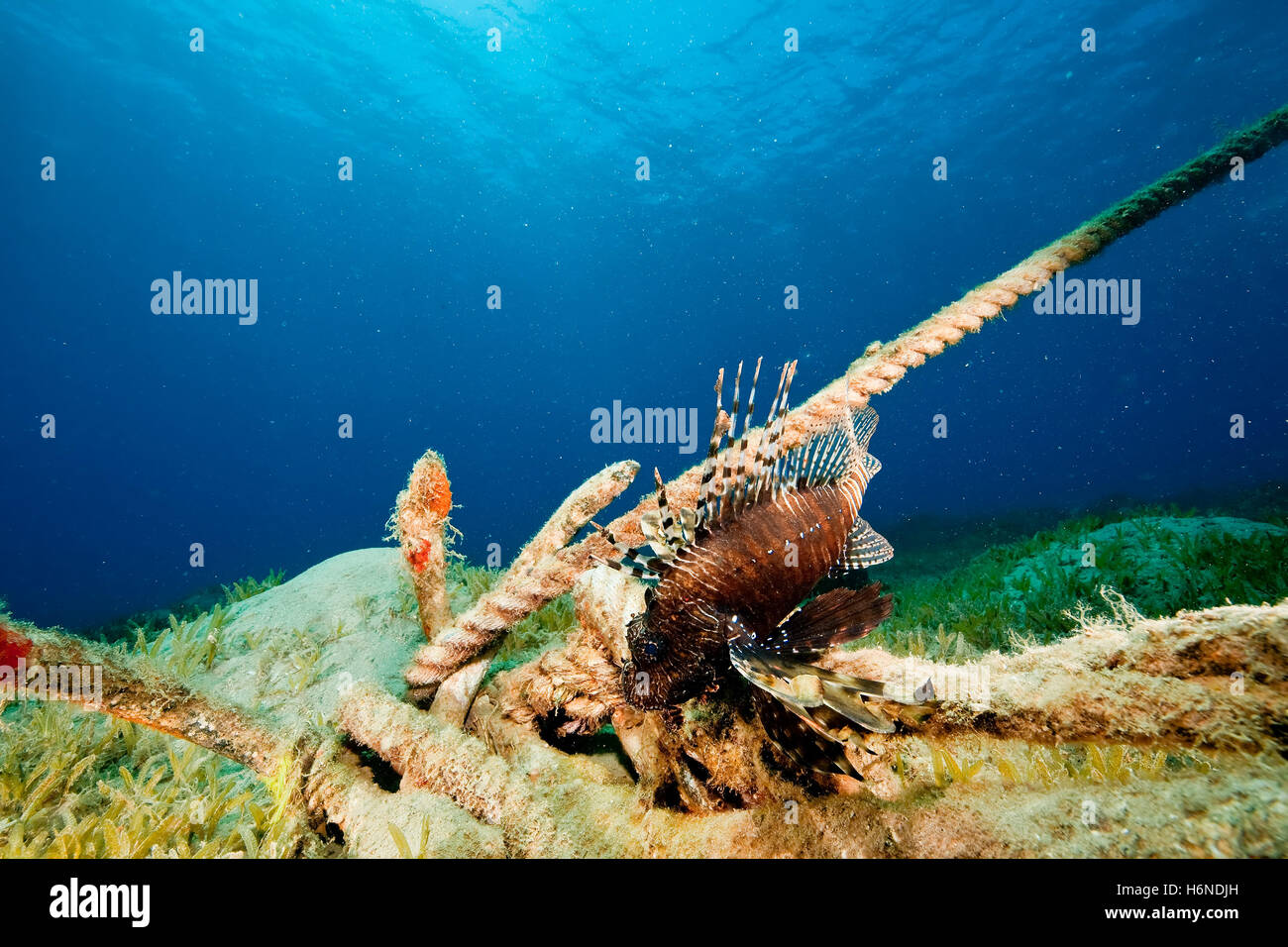 Reef crustaceans hi-res stock photography and images - Alamy