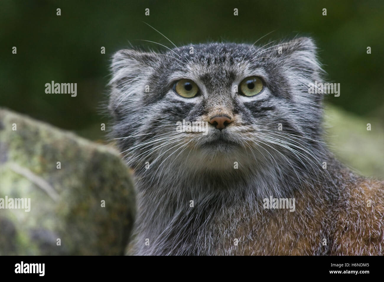 Pallas cats hi-res stock photography and images - Alamy