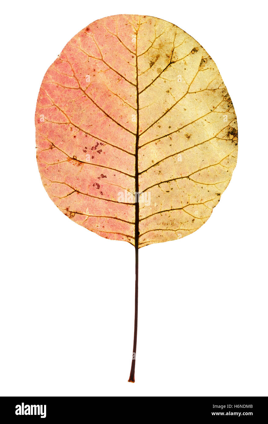 November flowers Cut Out Stock Images & Pictures - Alamy