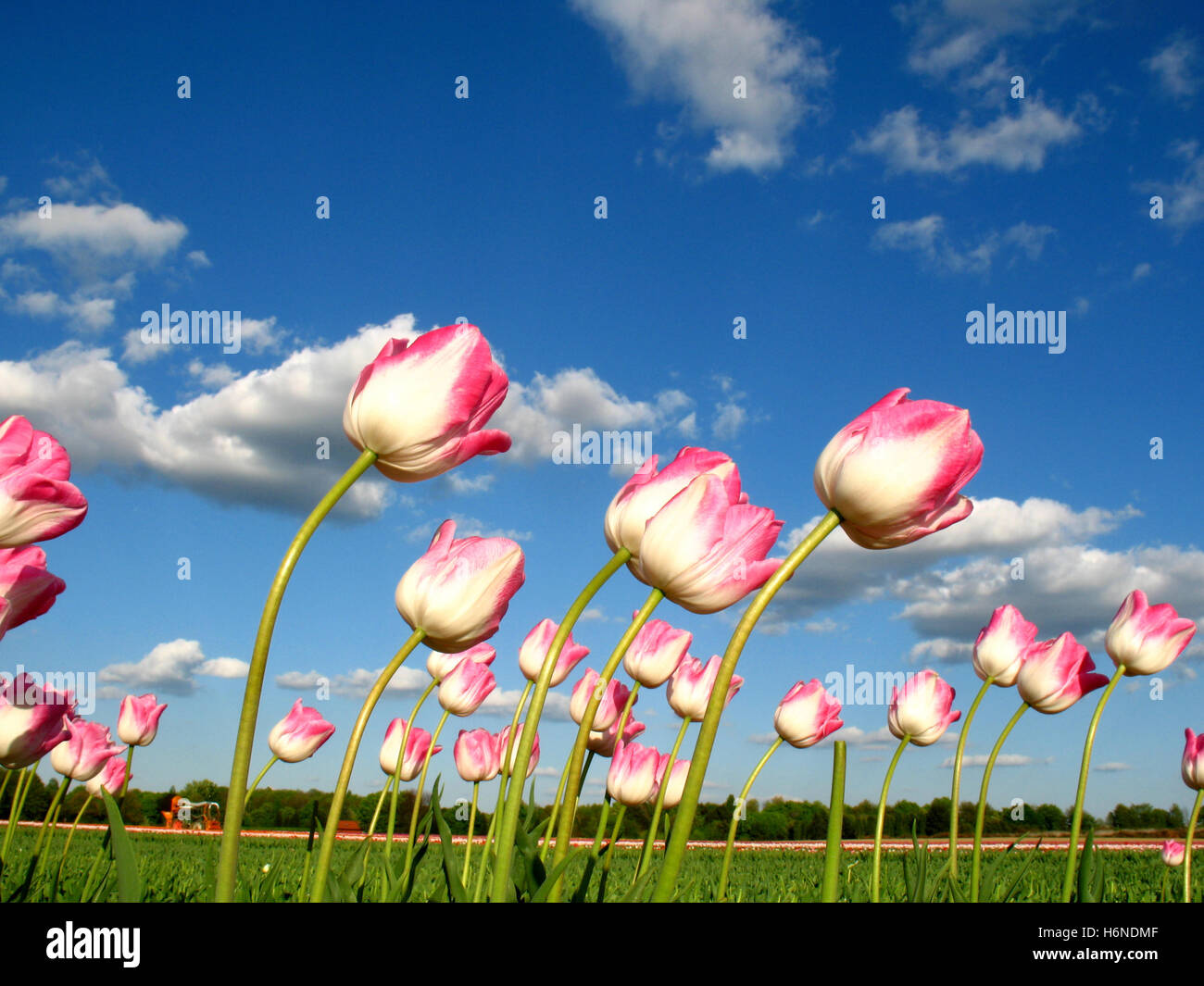 Windy plants hi-res stock photography and images - Alamy
