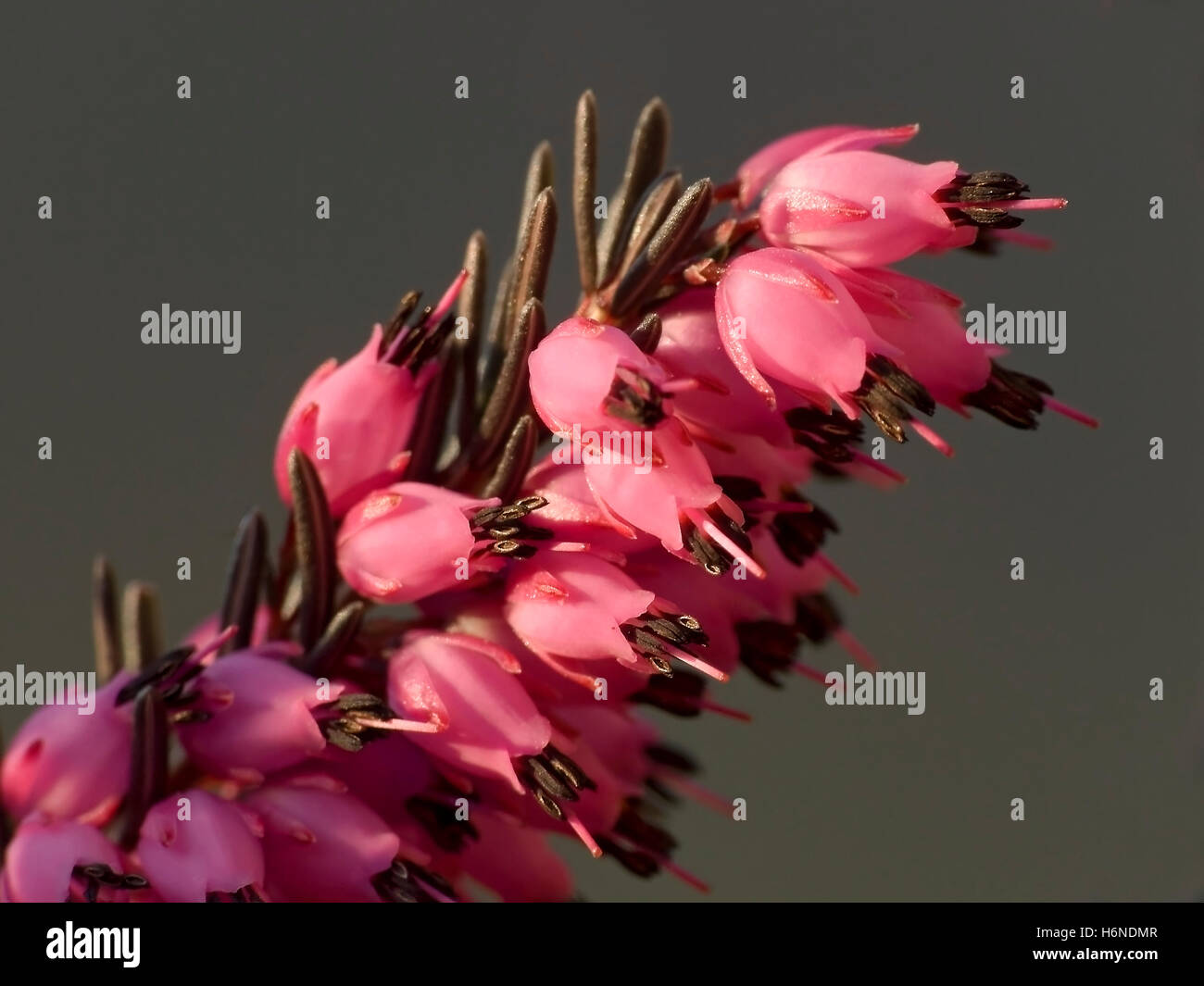 Heather Coloured High Resolution Stock Photography and Images - Alamy