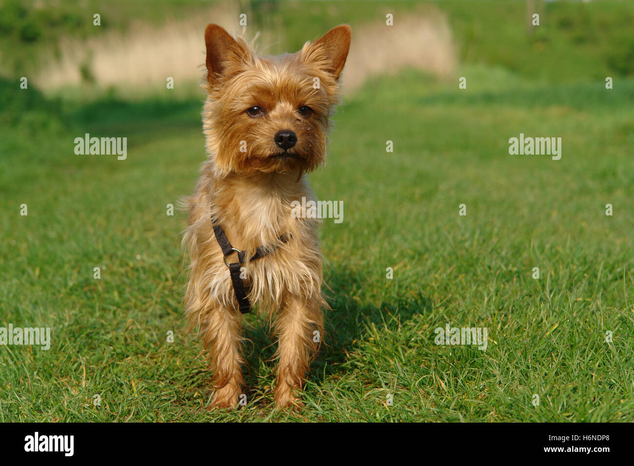 Minihund hi-res stock photography and images - Alamy