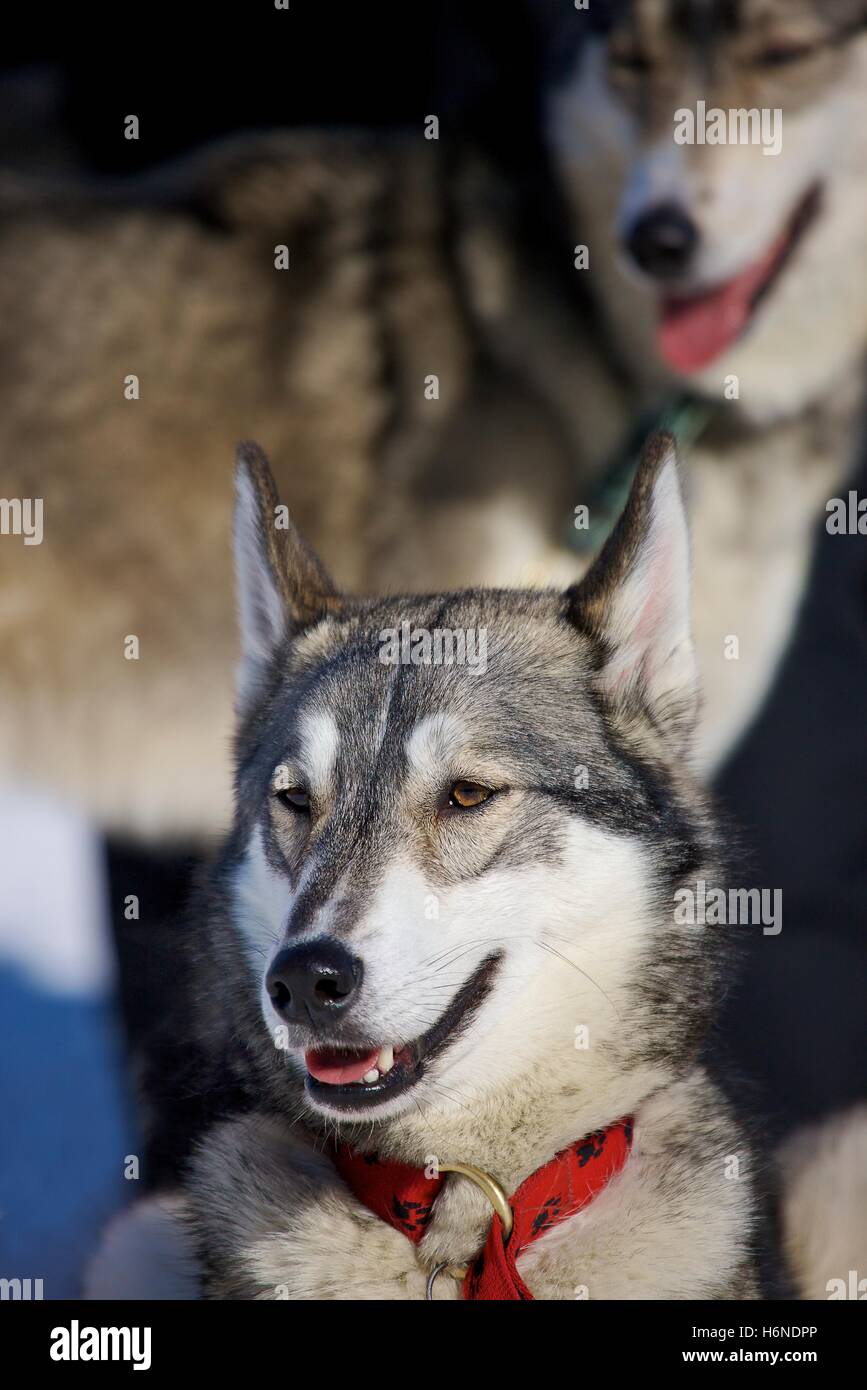 Team of two animals hi-res stock photography and images - Alamy