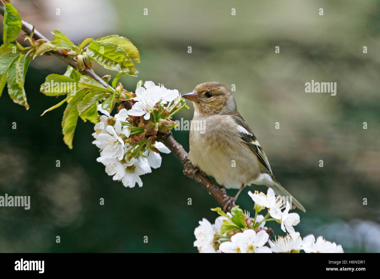 Singing chaffinch hi-res stock photography and images - Alamy
