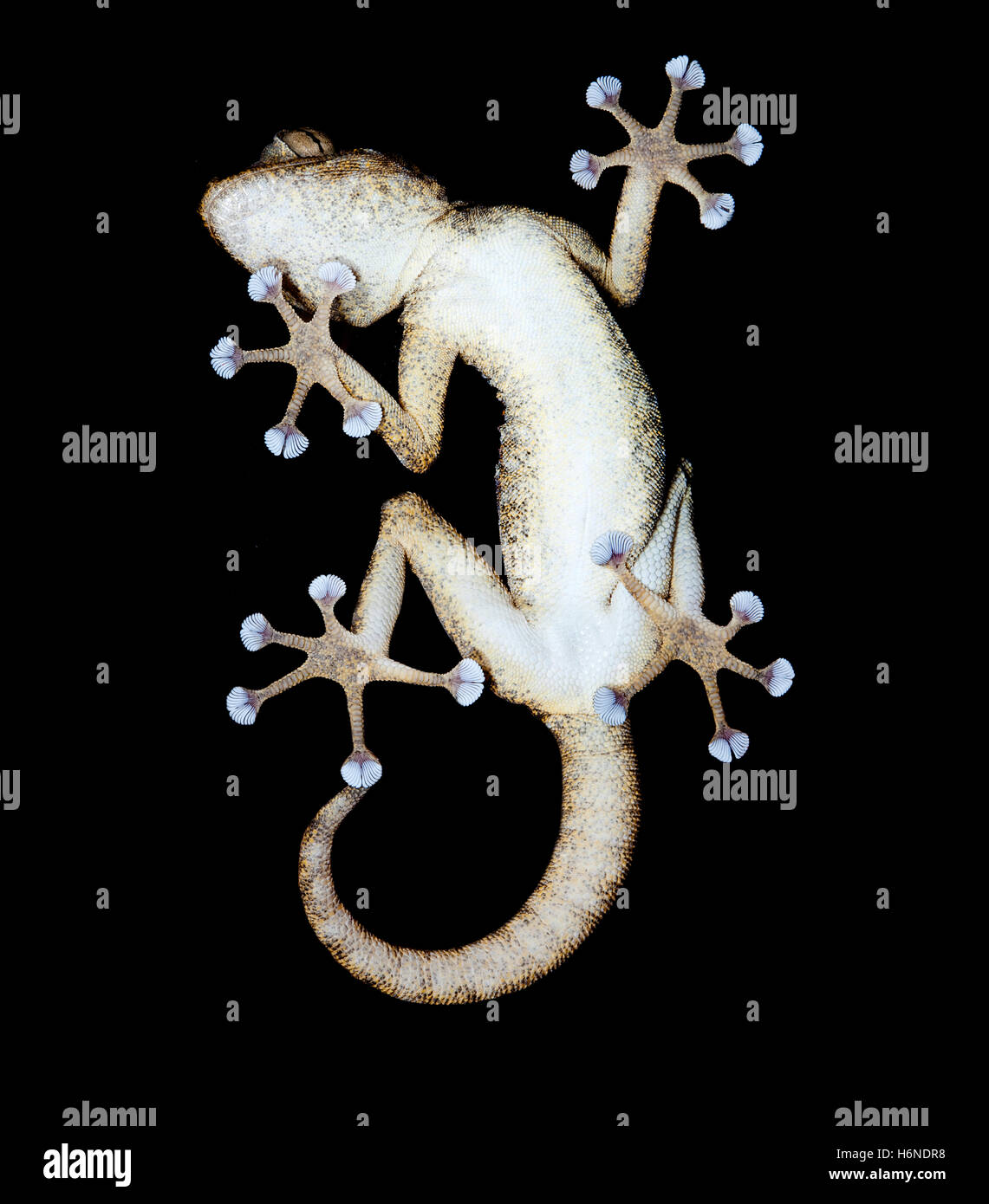 Desert gecko hi-res stock photography and images - Alamy