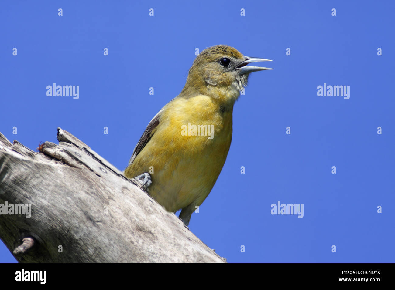 Northern oriole icterus galbula hi-res stock photography and images - Alamy