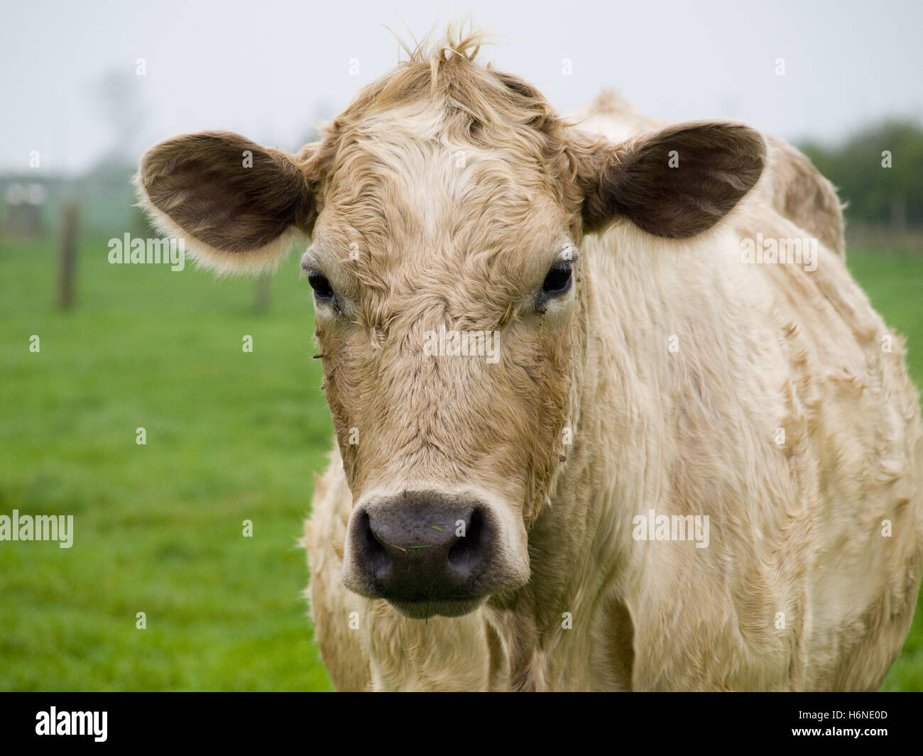 Useful cattle hi-res stock photography and images - Alamy
