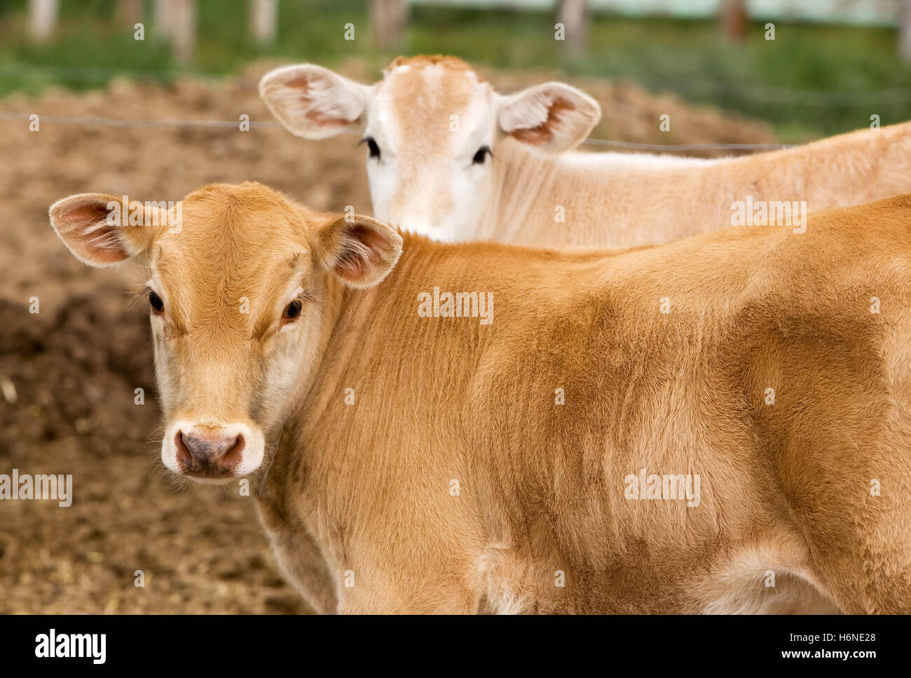 animal pet mammal brown brownish brunette cow bovine farm cub baby calf ...