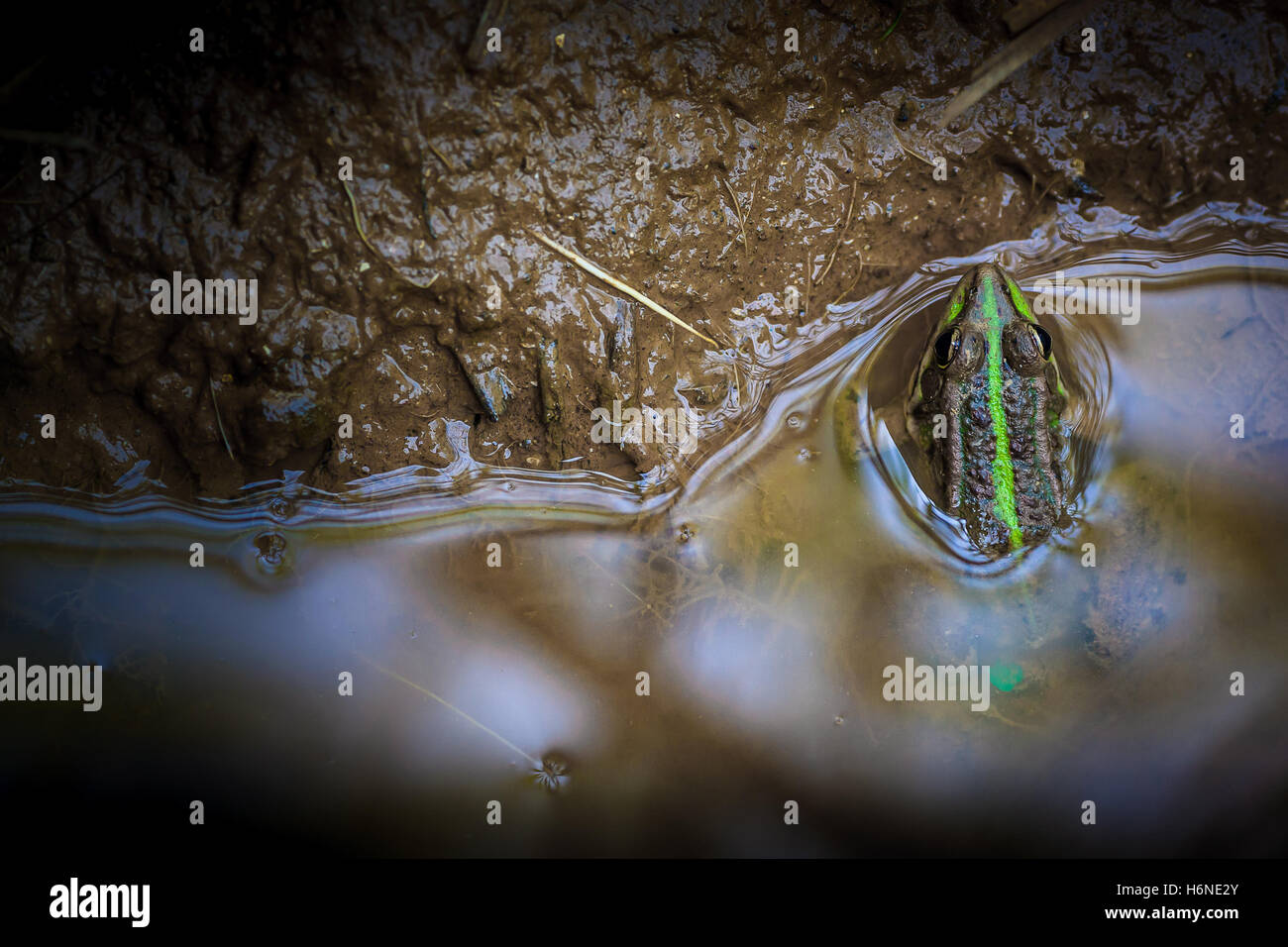 Swamp mud detail hi-res stock photography and images - Alamy
