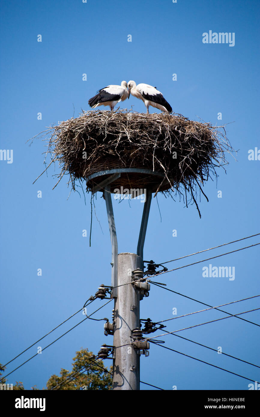 Colony of storks hi-res stock photography and images - Alamy