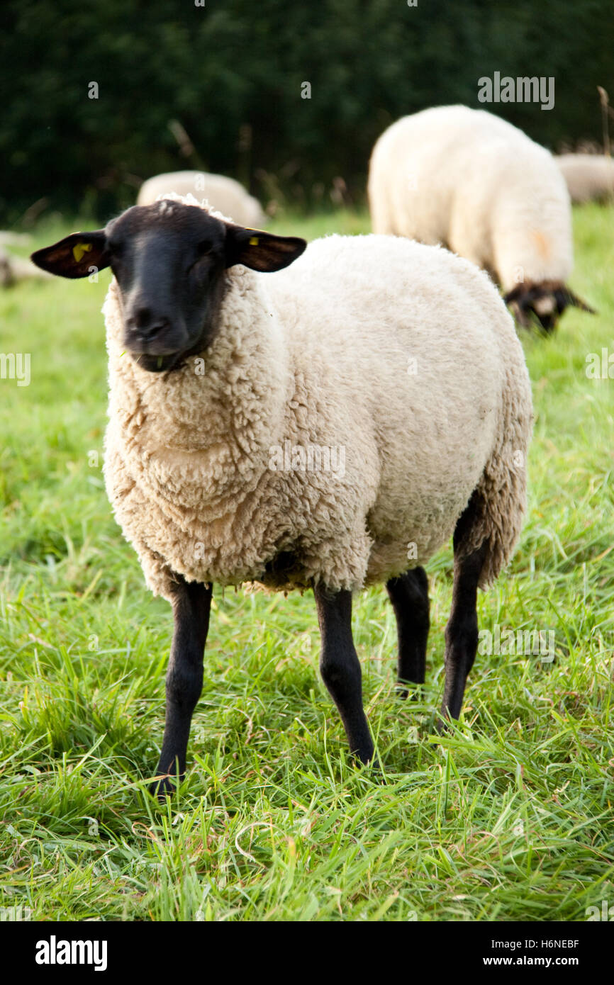 Sheep attitude hi-res stock photography and images - Alamy