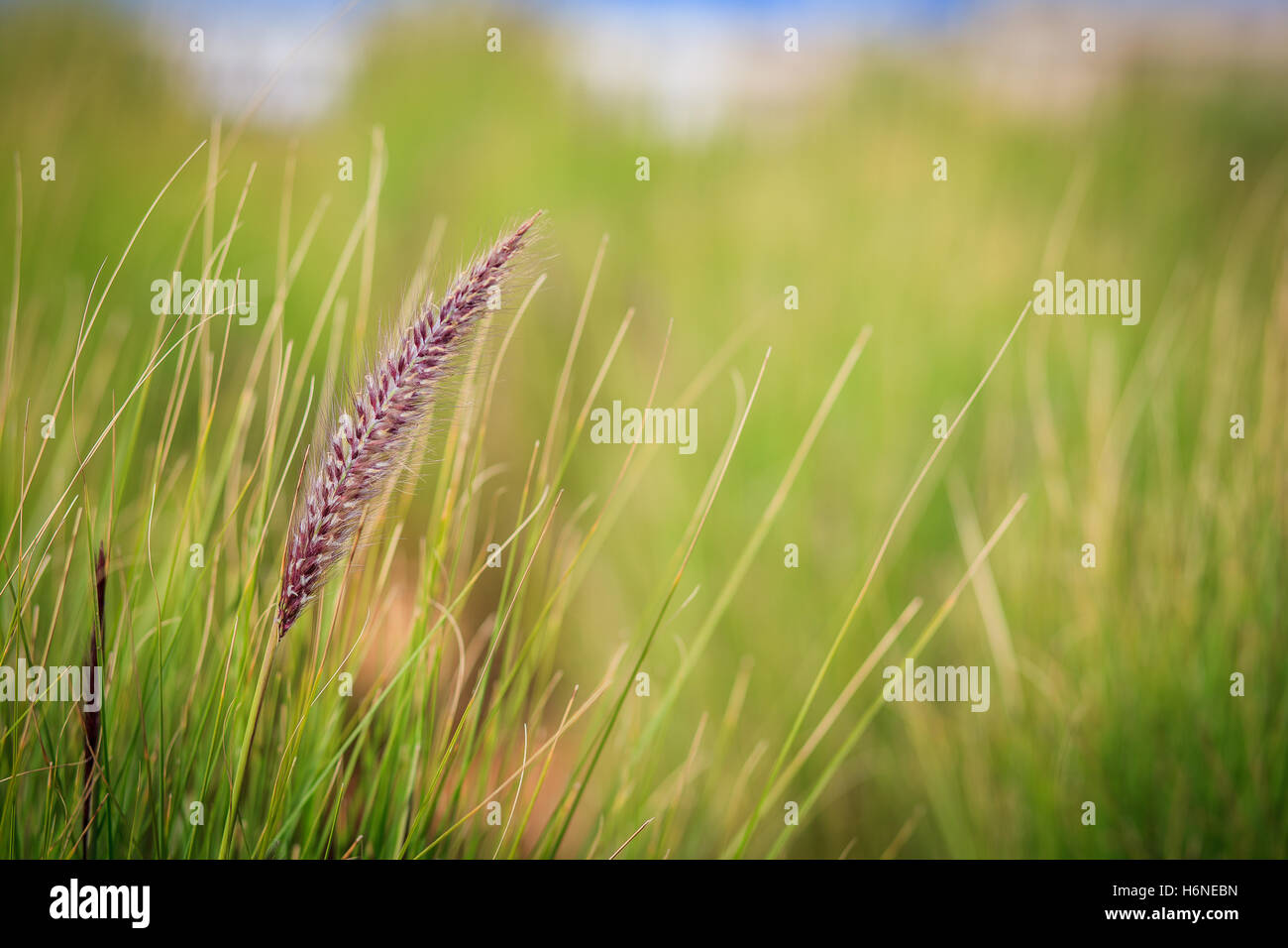 Purple spiny fountain grass flower Stock Photo - Alamy