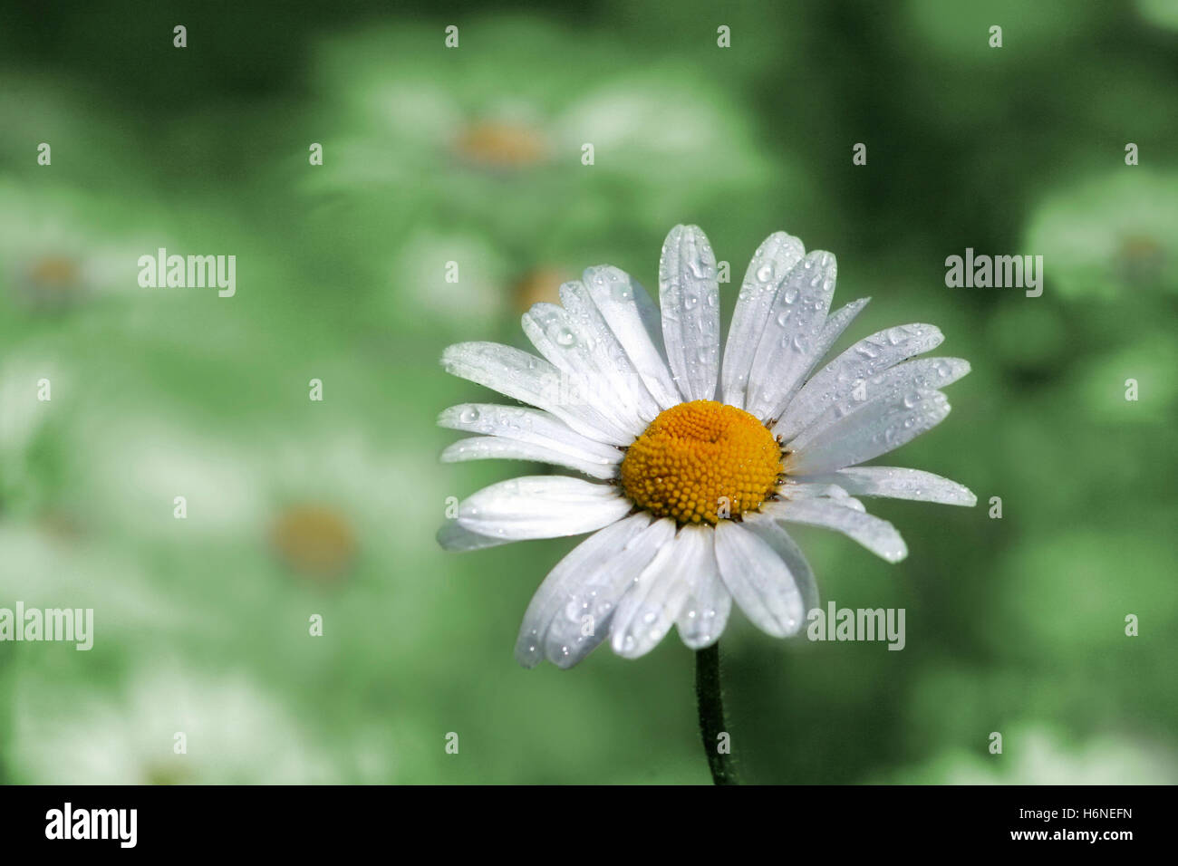 Margerite hi-res stock photography and images - Alamy