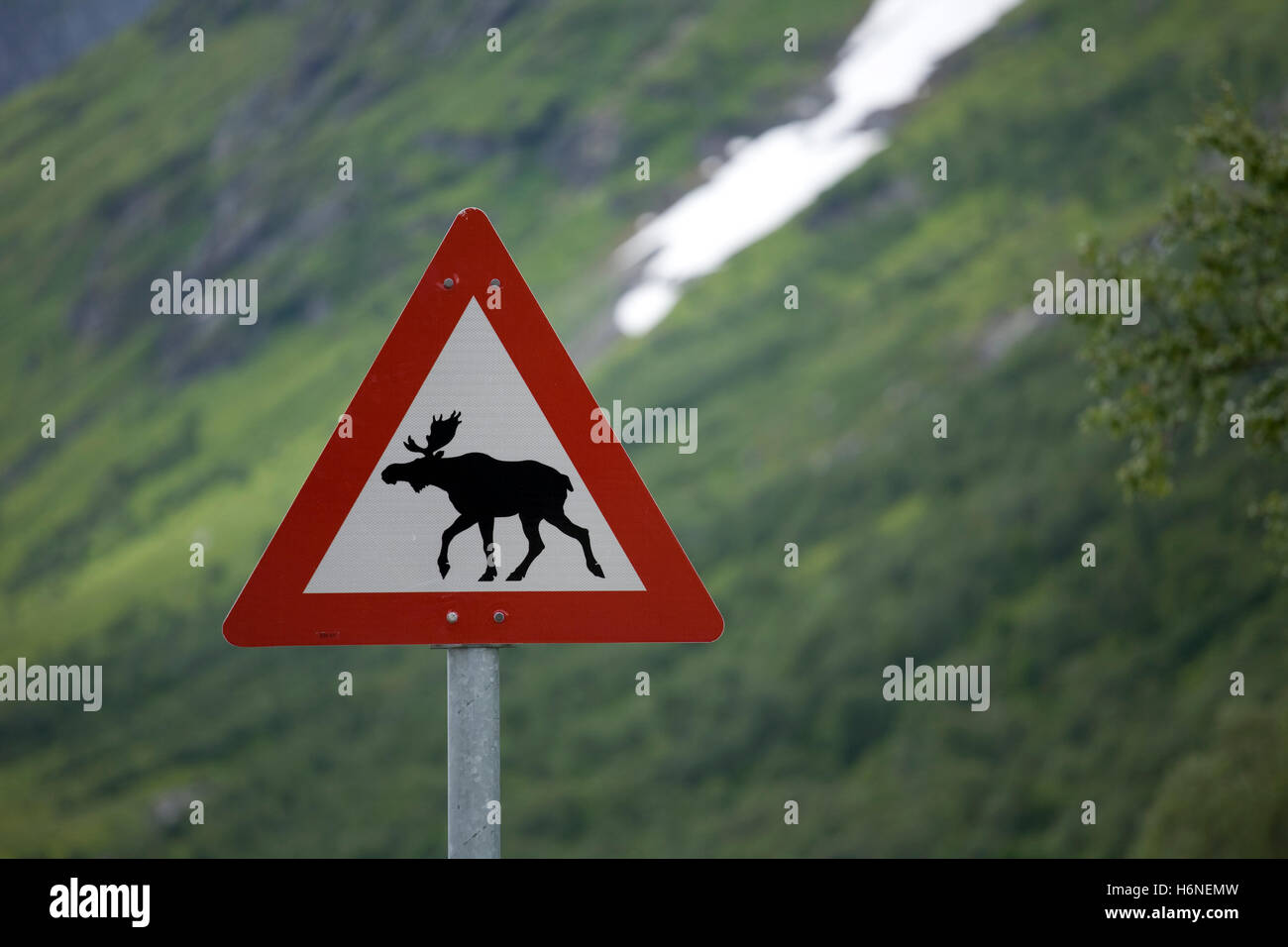 Moose traffic sign hi-res stock photography and images - Alamy