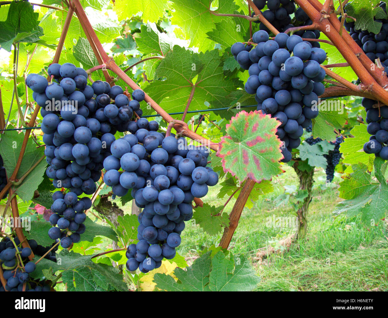 Grape vine flowers hi-res stock photography and images - Alamy