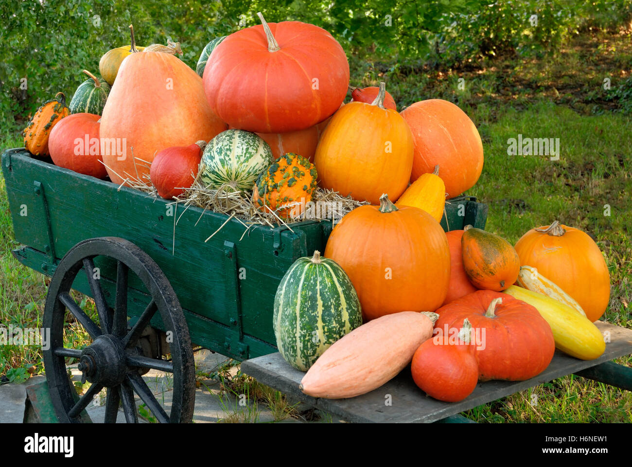colorful load of pumpkins Stock Photo - Alamy