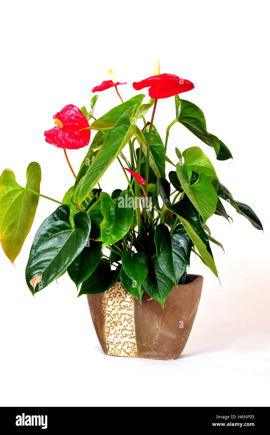 flamingo flower anthurium houseplant Stock Photo - Alamy