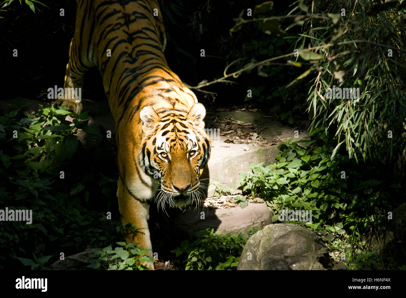 Tiger forest cat hi-res stock photography and images - Alamy