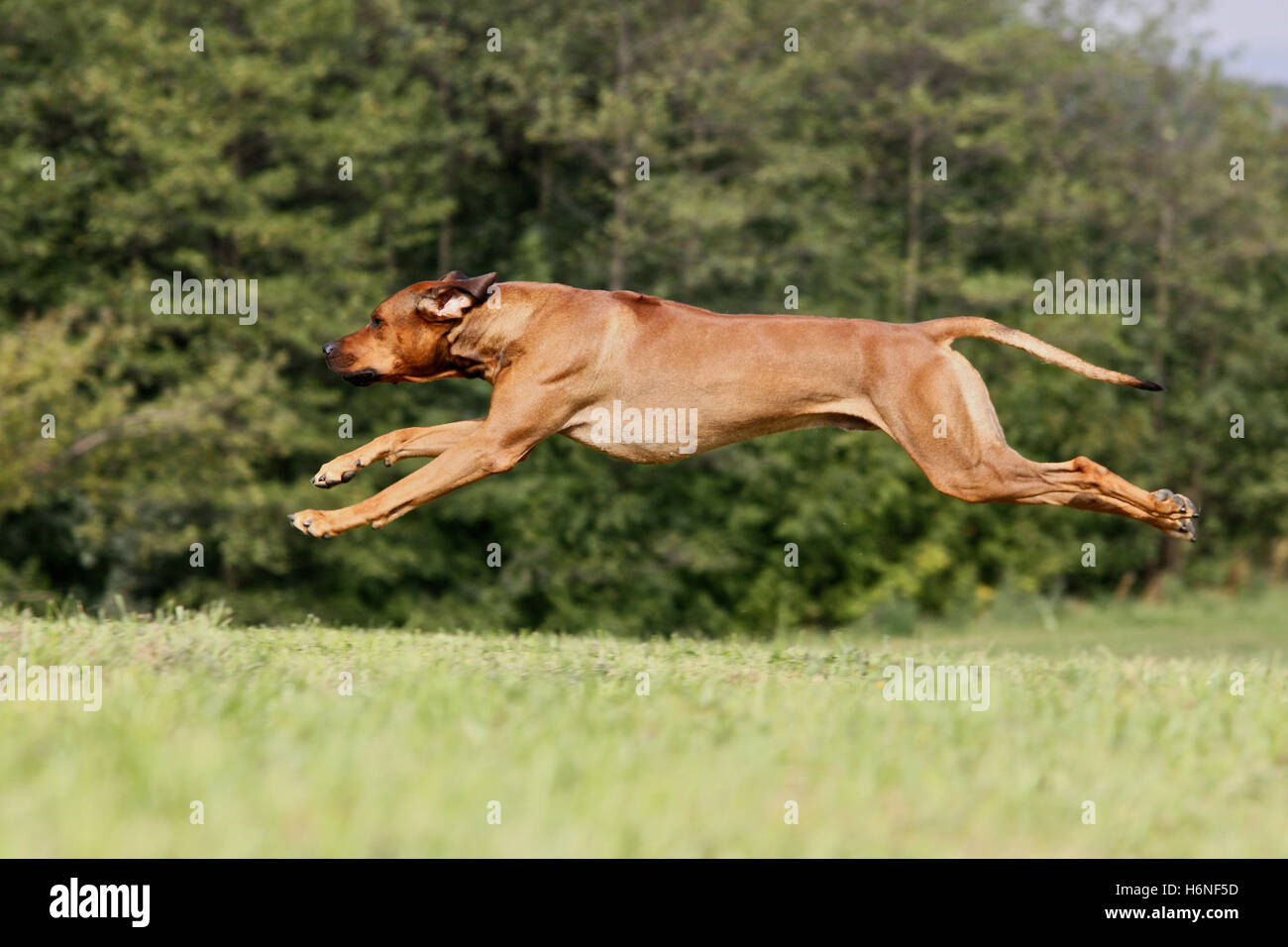 Running rhodesian ridgeback hi-res stock photography and images - Alamy