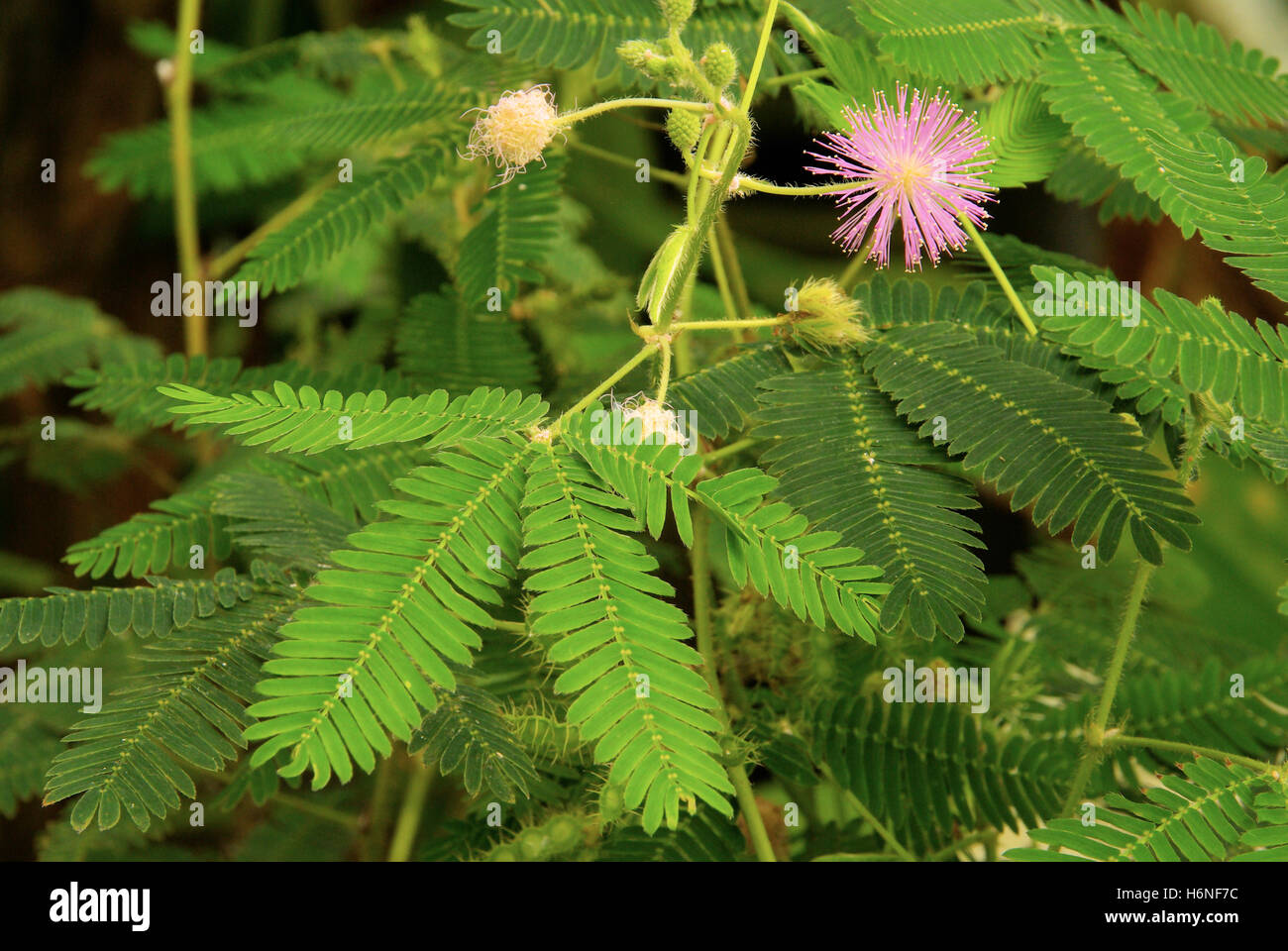 mimosa - mimosa 02 Stock Photo - Alamy